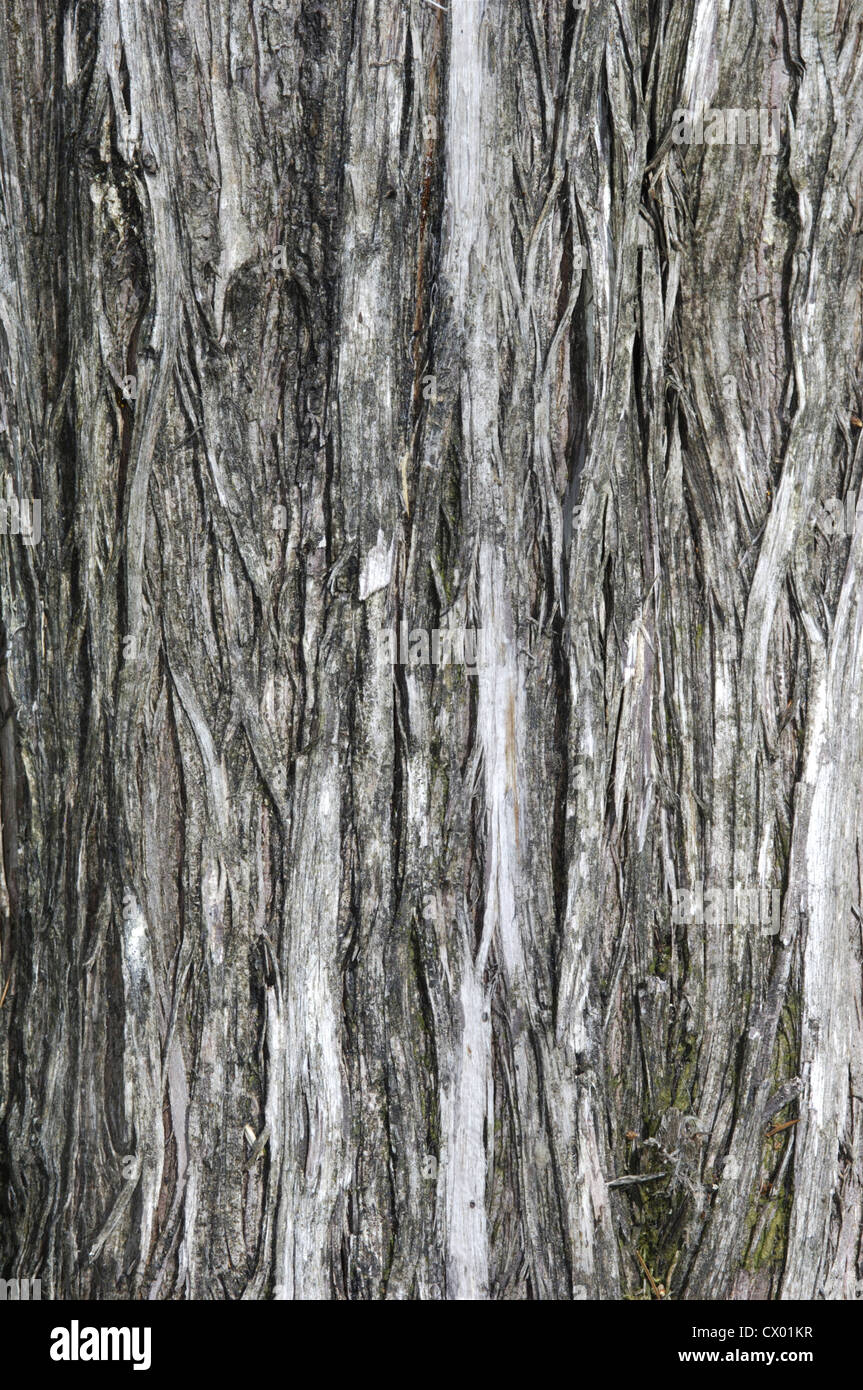 Common Juniper Juniperus communis Cupressaceae Stock Photo - Alamy