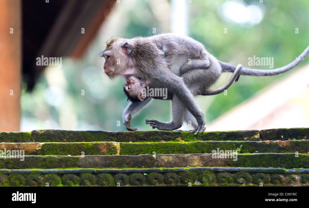Monkey mooving with a baby, Ubud forest, Bali, Indonesia Stock Photo ...