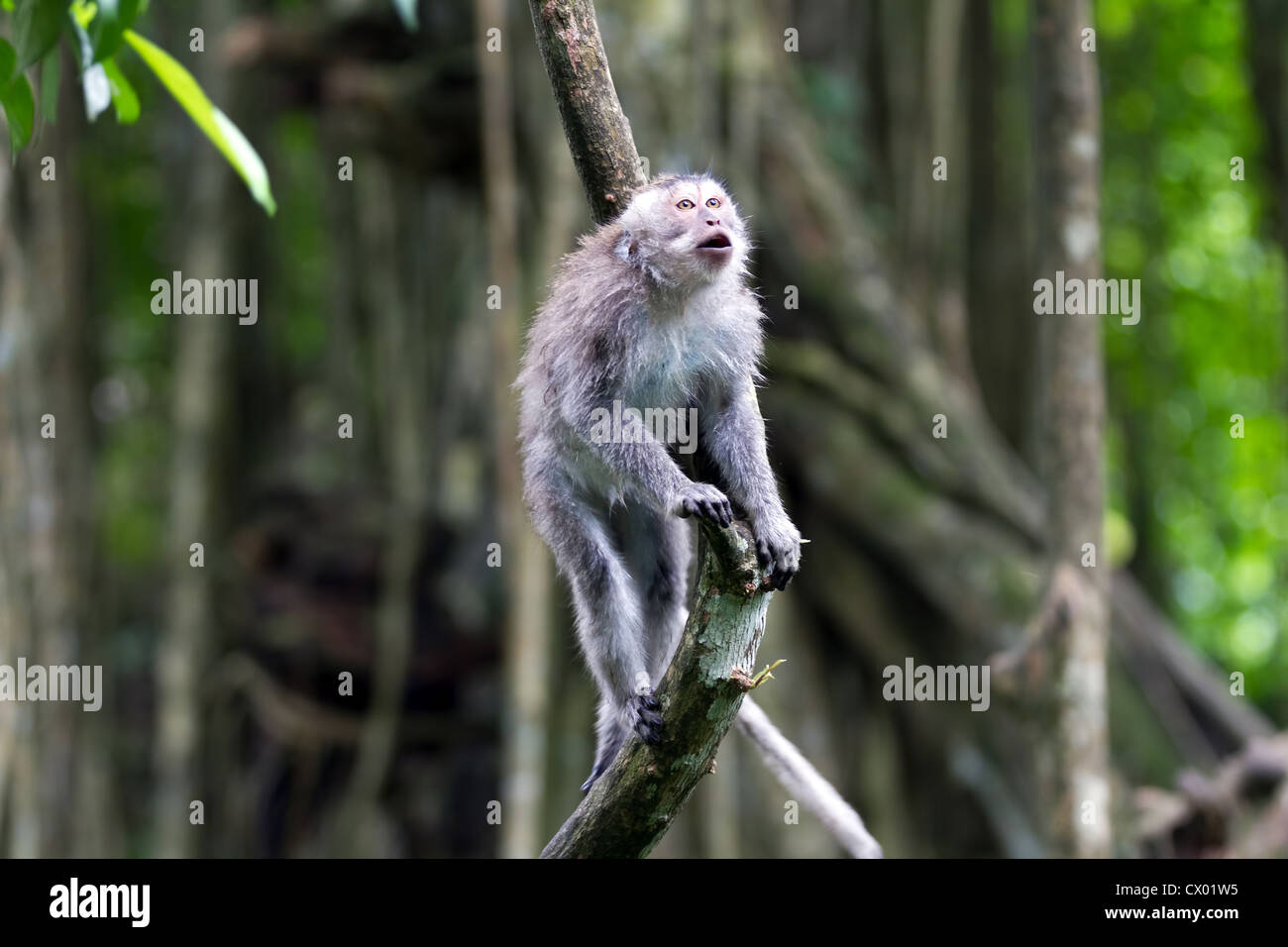 Whistling monkey at sacred monkey forest, Ubud, Bali, Indonesia Stock ...