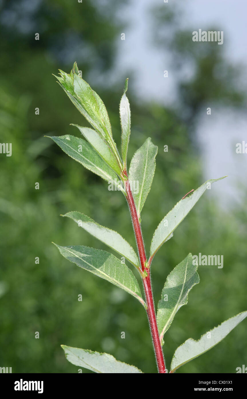 European Violet-willow Salix daphnoides (Salicaceae Stock Photo - Alamy