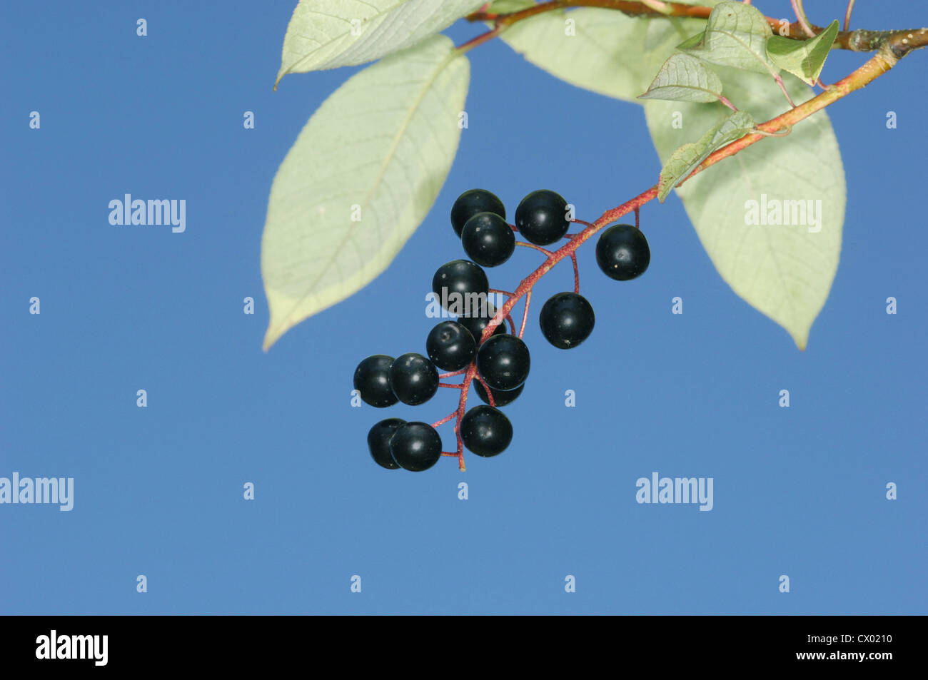 Fruits bird cherry twig hi-res stock photography and images - Alamy