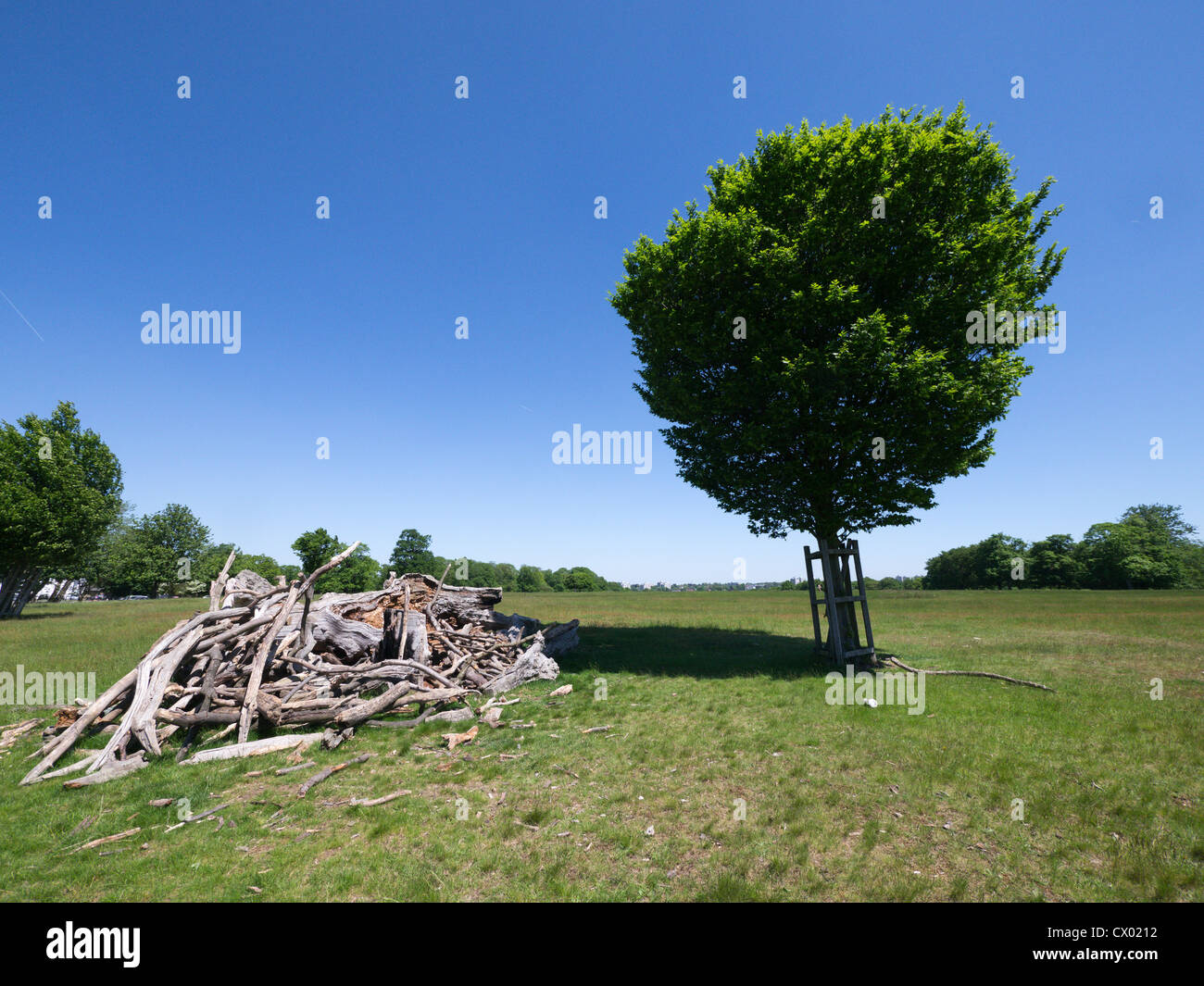 A landscape showing tree and waste wood in Richmond Park, London ...