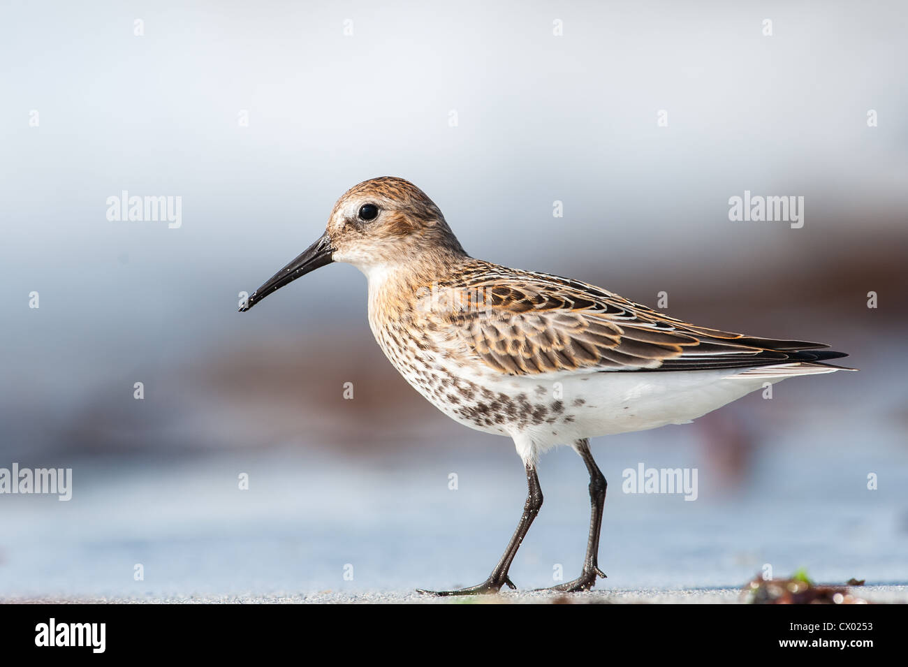 The Dunlin is one of the most common and best-known waders. At ...