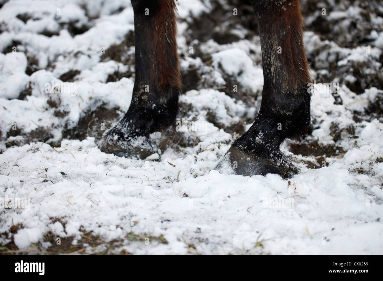Hoof it horse hi-res stock photography and images - Alamy