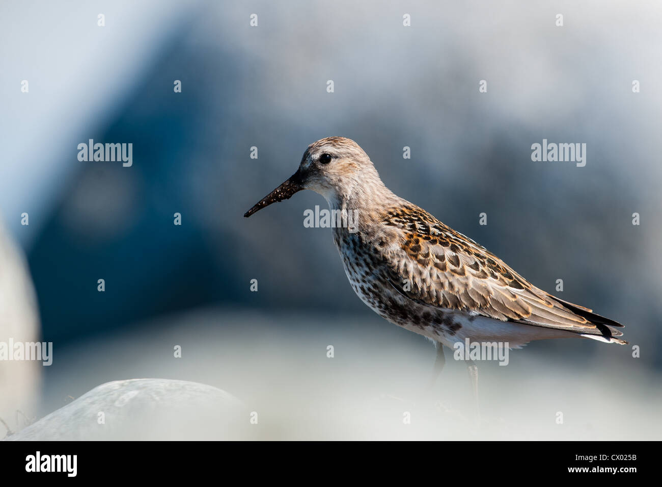 Rocksandpiper hi-res stock photography and images - Alamy
