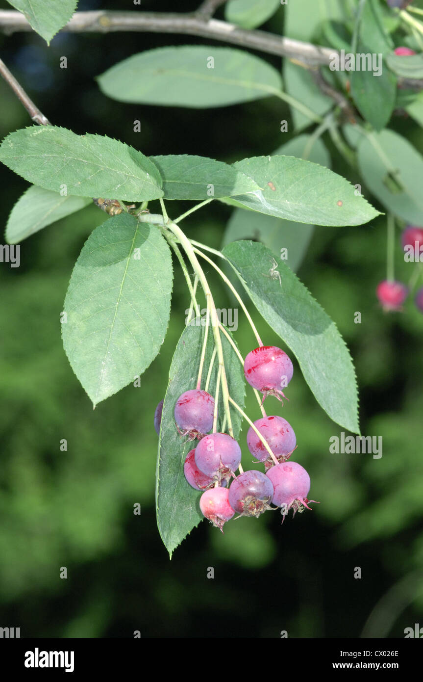 Canadian Snowy Mespil Amelanchier canadensis Stock Photo - Alamy