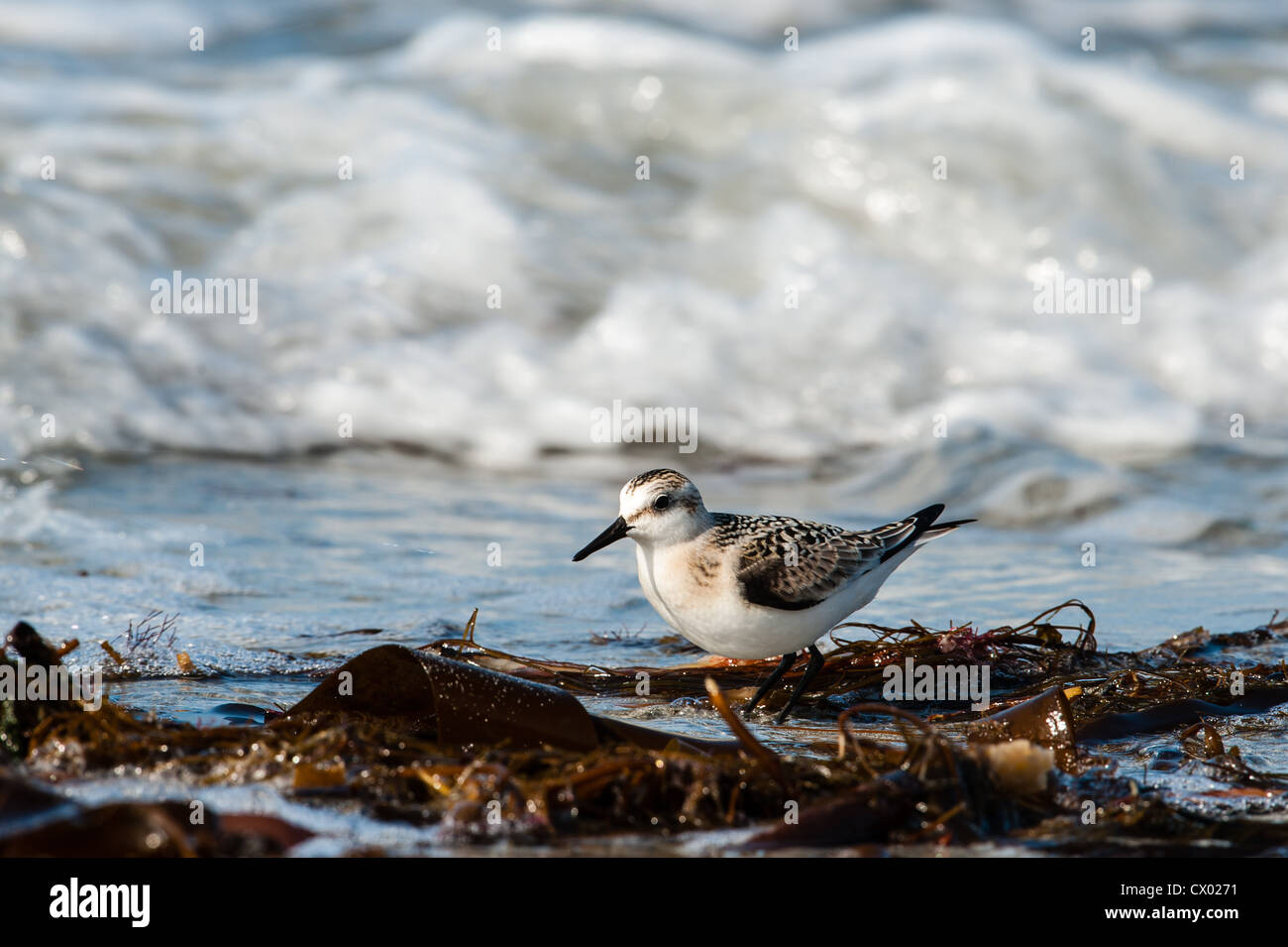 The Sanderling is a small wader, similar in size to a Dunlin. At ...