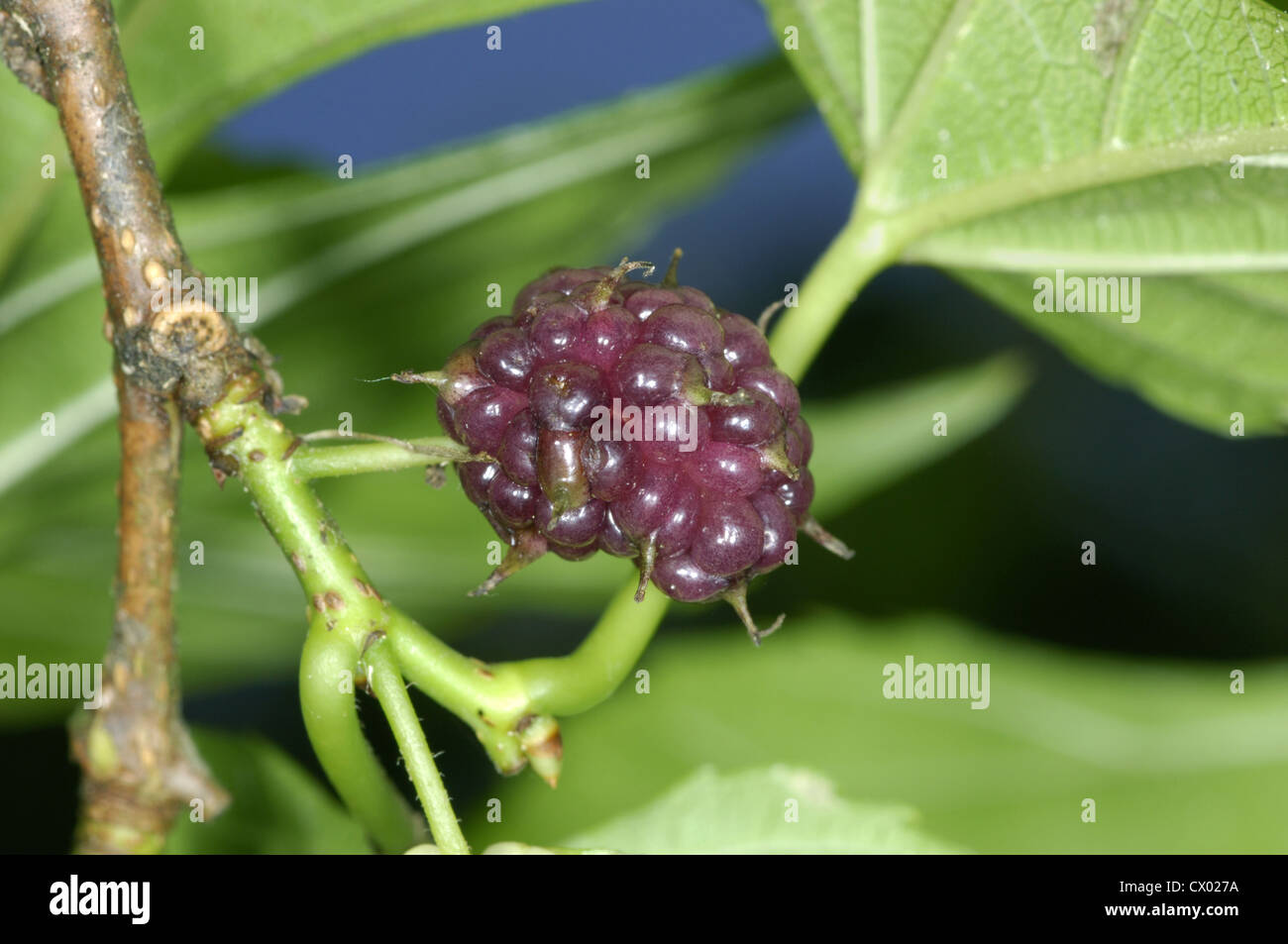 White Mulberry Morus alba (Moraceae Stock Photo - Alamy