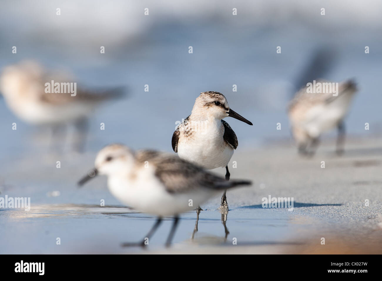 The Sanderling is a small wader, similar in size to a Dunlin. At ...
