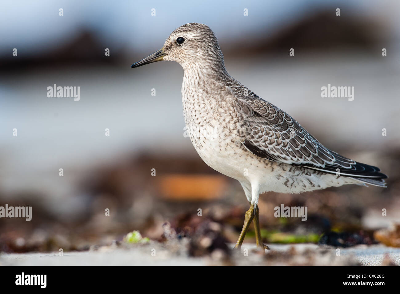 The Wood Sandpiper is a small wader and the smallest of the shanks. At ...