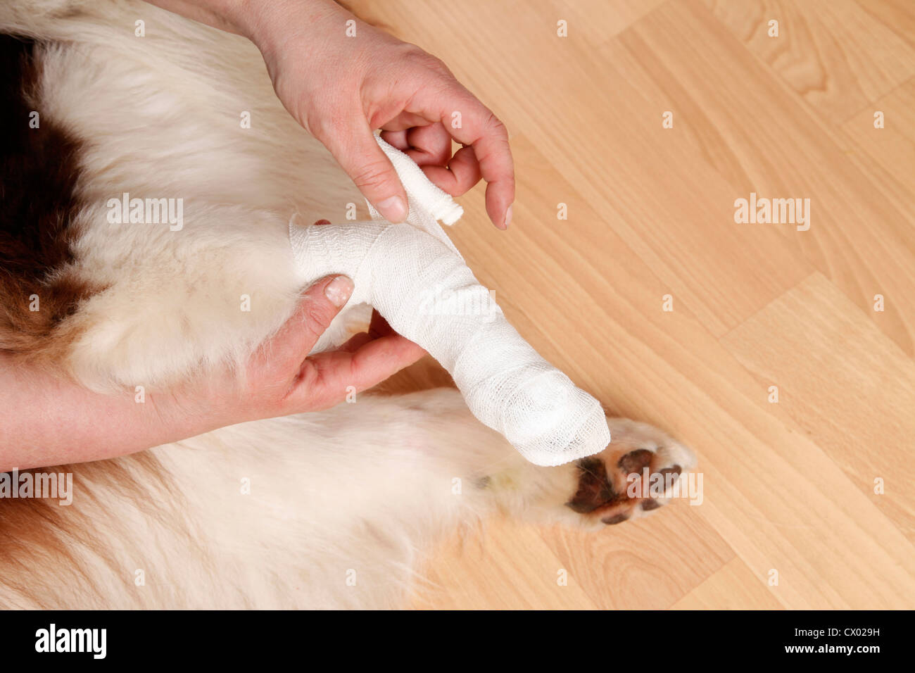 Dog with bandaged paw hi-res stock photography and images - Alamy