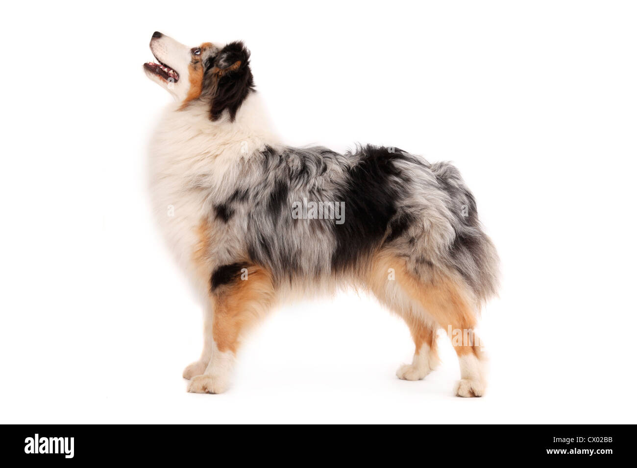 Australian shepherd domestic dog Cut Out Stock Images & Pictures - Alamy
