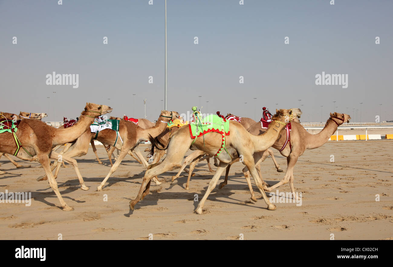 Camel racing qatar hi-res stock photography and images - Alamy