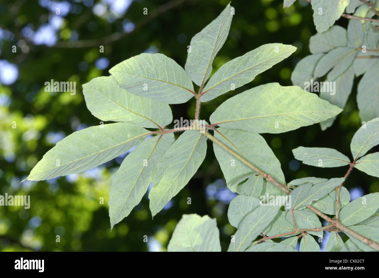 Nikko Maple Acer nikoense (Aceraceae Stock Photo - Alamy