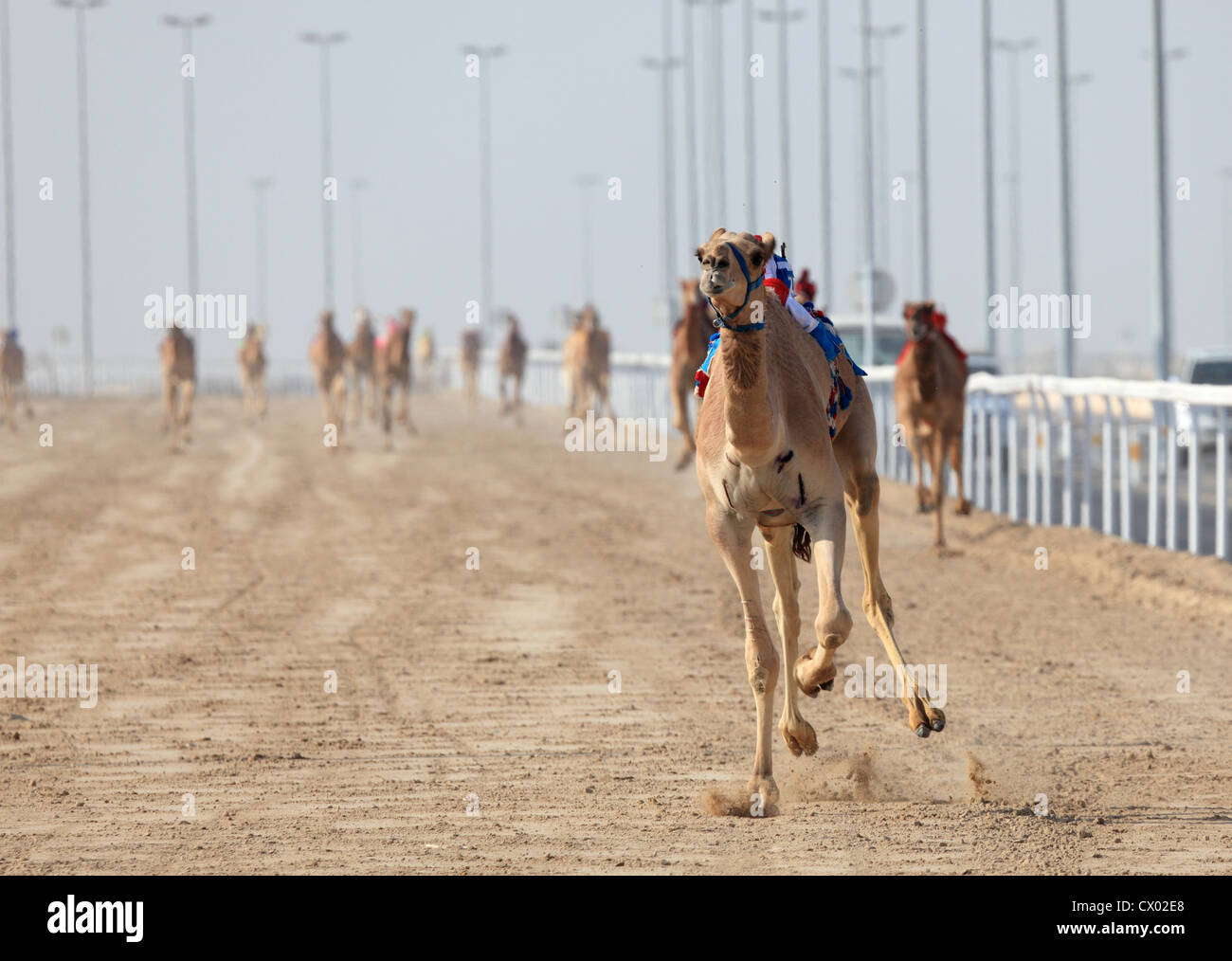 Camel running fast hi-res stock photography and images - Alamy