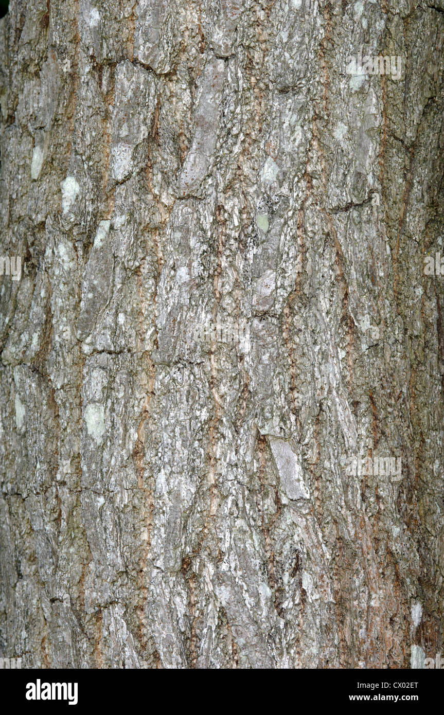 Sassafras bark hi-res stock photography and images - Alamy