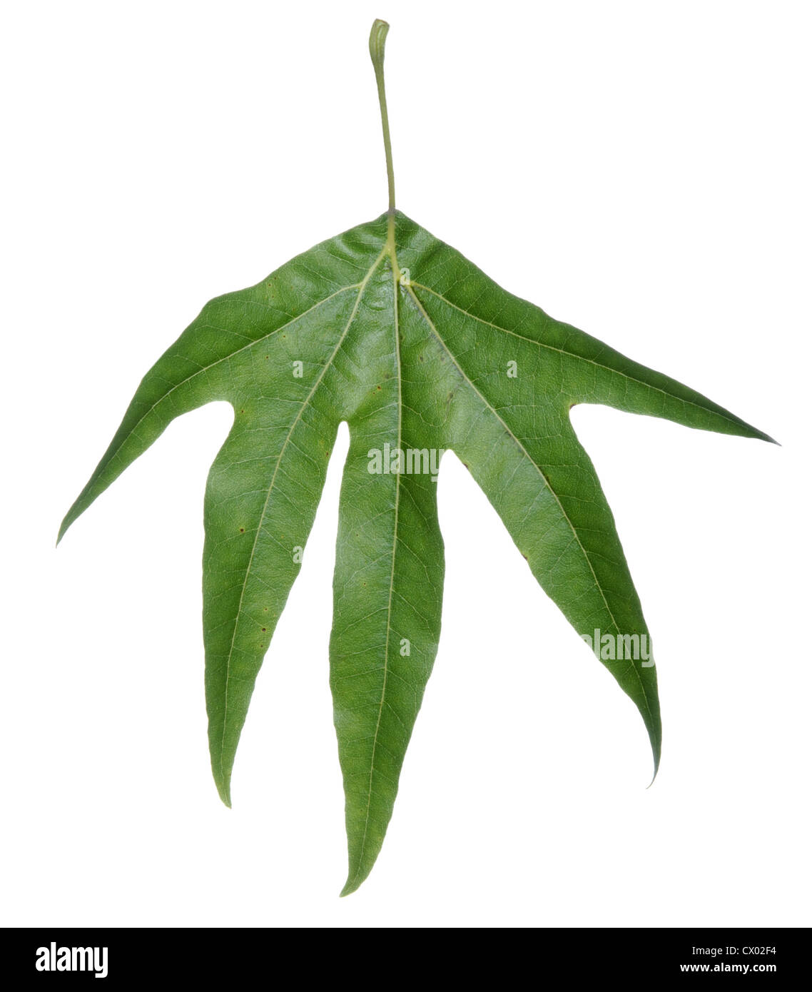 Cut leaf plane tree hi-res stock photography and images - Alamy