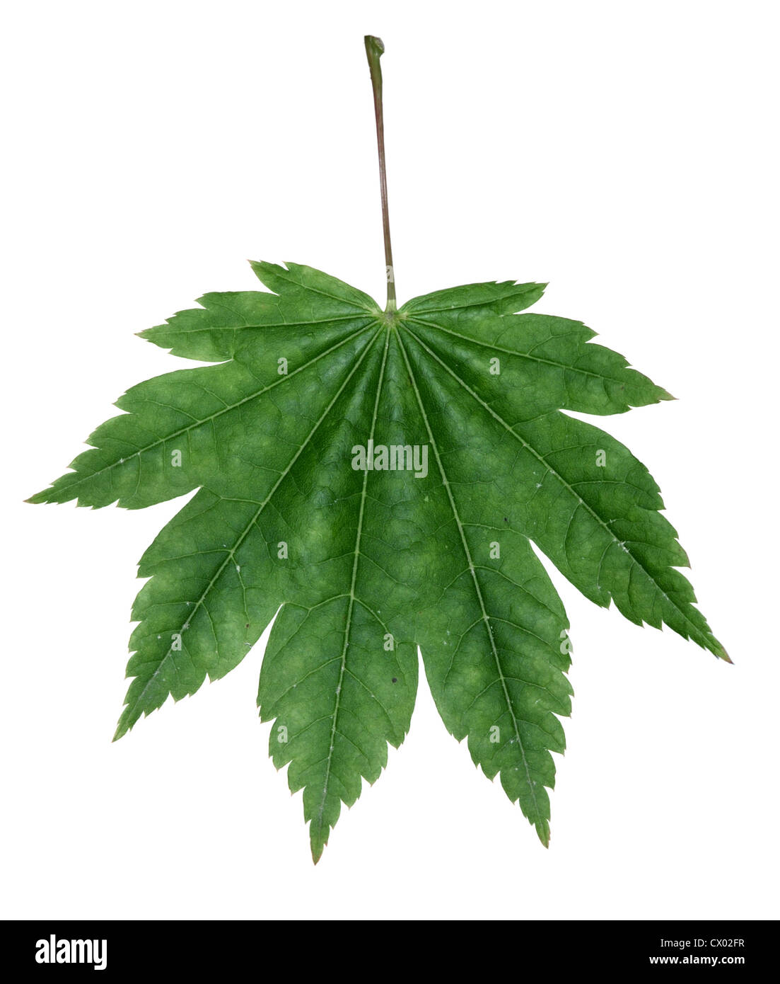 Downy Japanese Maple Acer japonicum (Aceraceae Stock Photo - Alamy