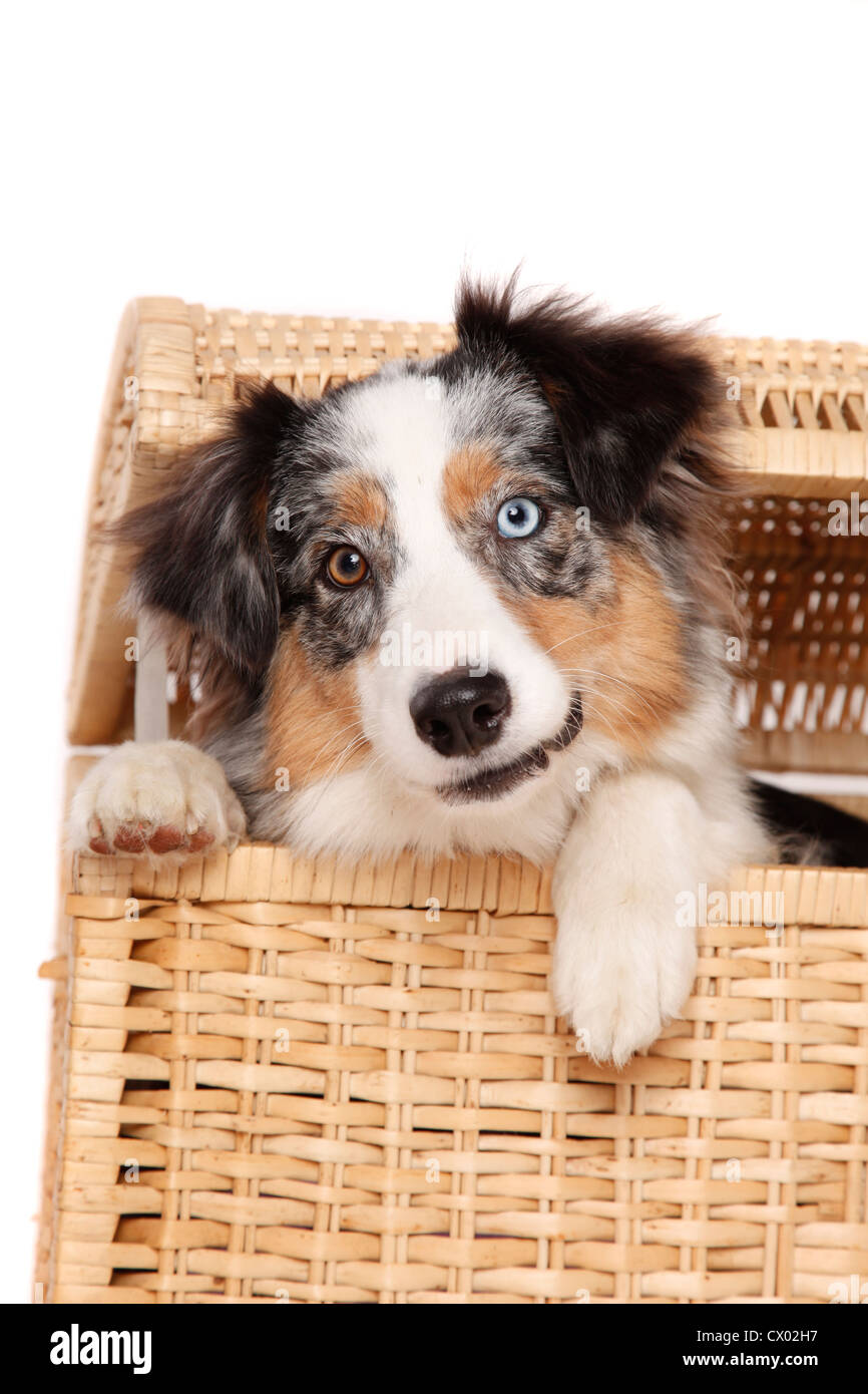 Australian Shepherd Portrait Stock Photo - Alamy