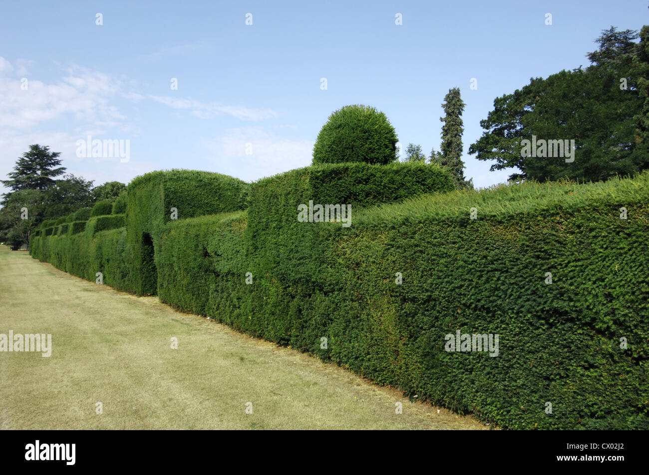 Taxus baccata hedge hi-res stock photography and images - Alamy