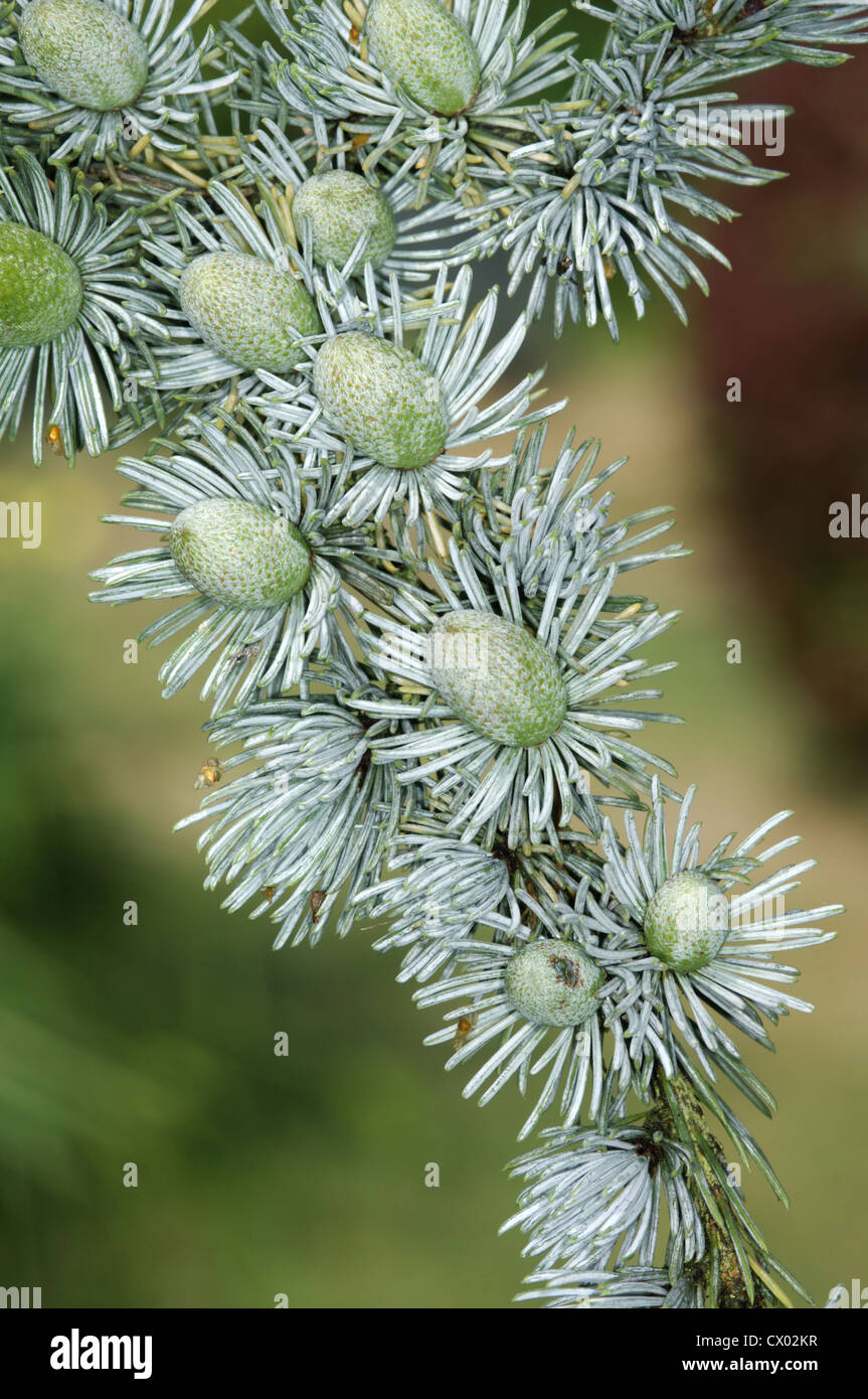 Blue atlas cedar cones hi-res stock photography and images - Alamy