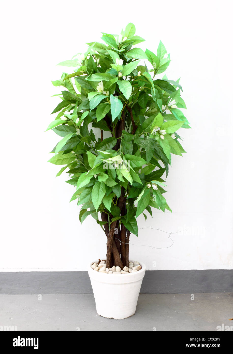 white Michelia Alba tree in Jardiniere Stock Photo - Alamy