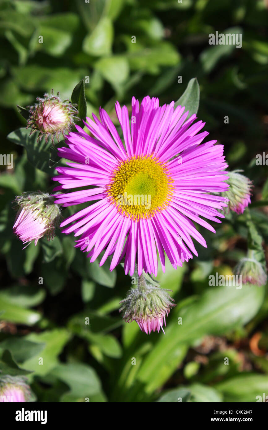 Colorful fresh flowers in garden Stock Photo - Alamy
