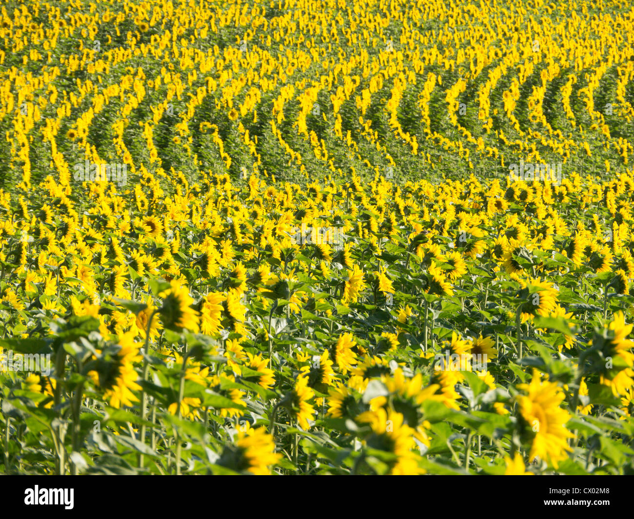 Sunflowers, tournesol growing in the fields in Aude, Languedoc, France ...