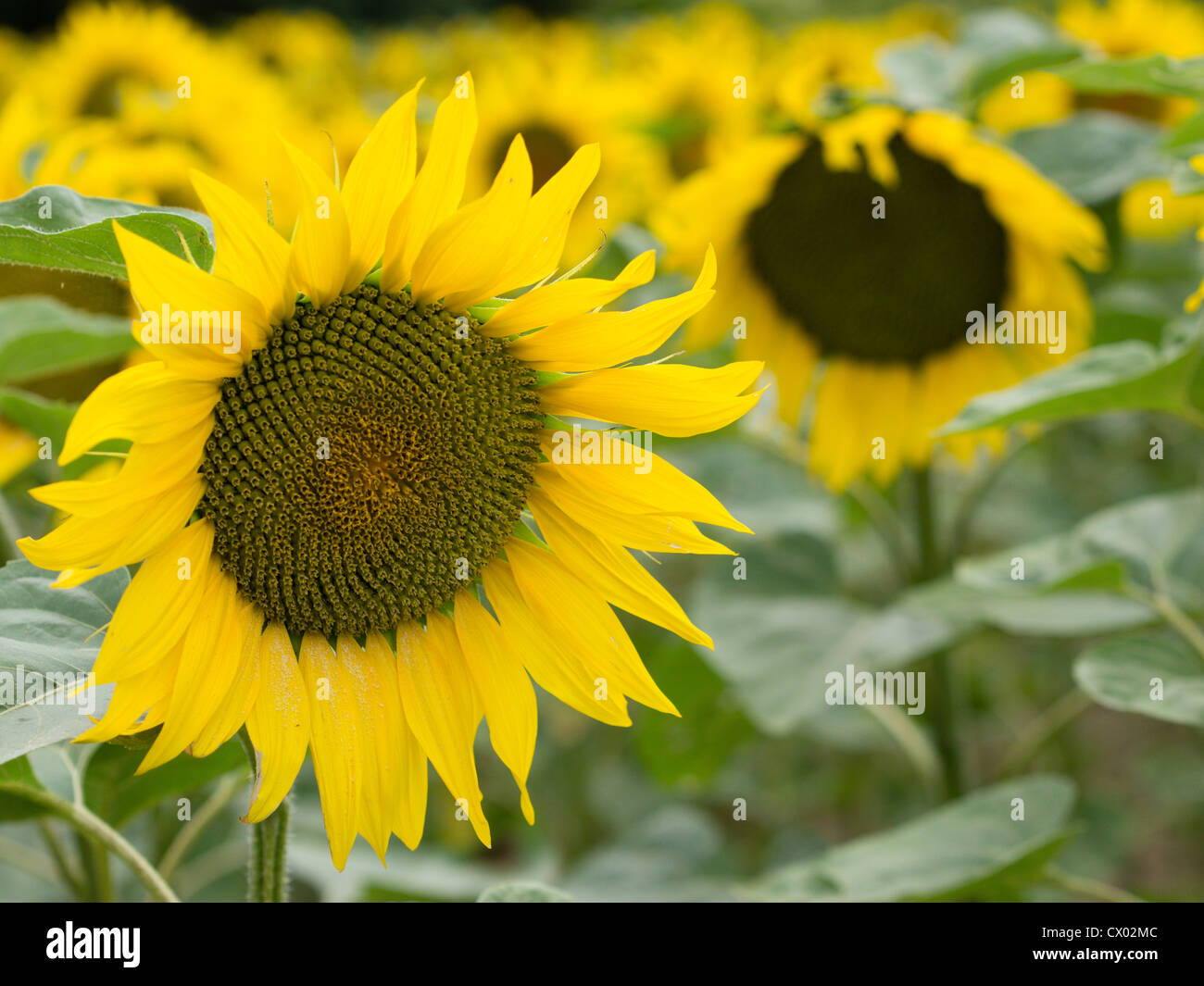 Sunflowers, tournesol growing in the fields in Aude, Languedoc, France ...
