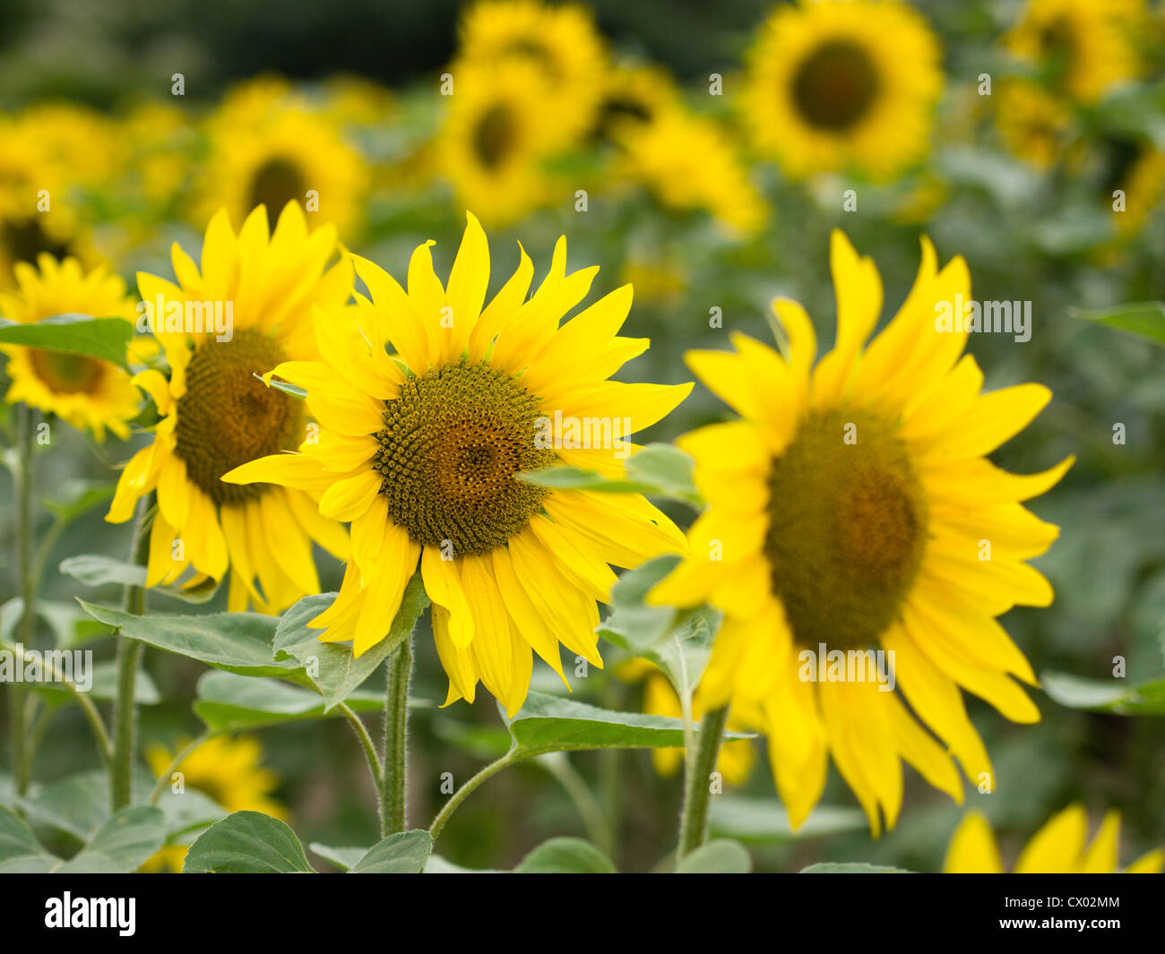 Sunflowers, tournesol growing in the fields in Aude, Languedoc, France ...