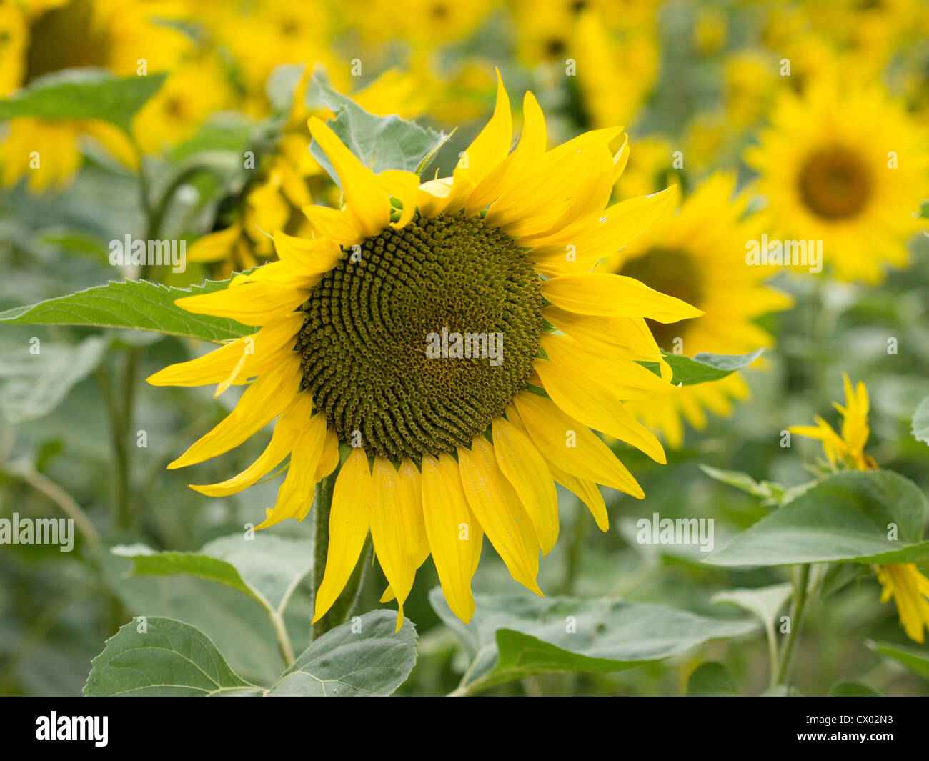 Sunflowers, tournesol growing in the fields in Aude, Languedoc, France ...