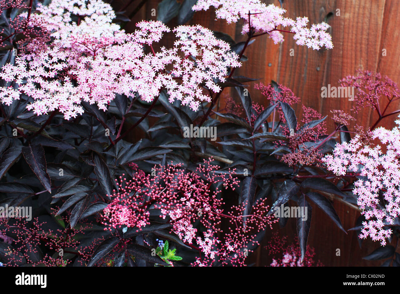 Pink flowers with brown leaves Stock Photo - Alamy