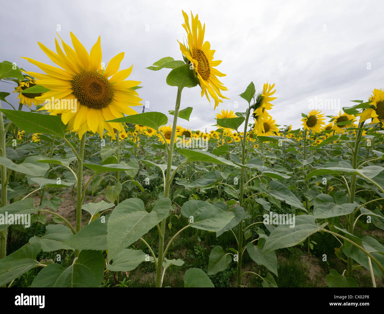 Sunflowers, tournesol growing in the fields in Aude, Languedoc, France ...