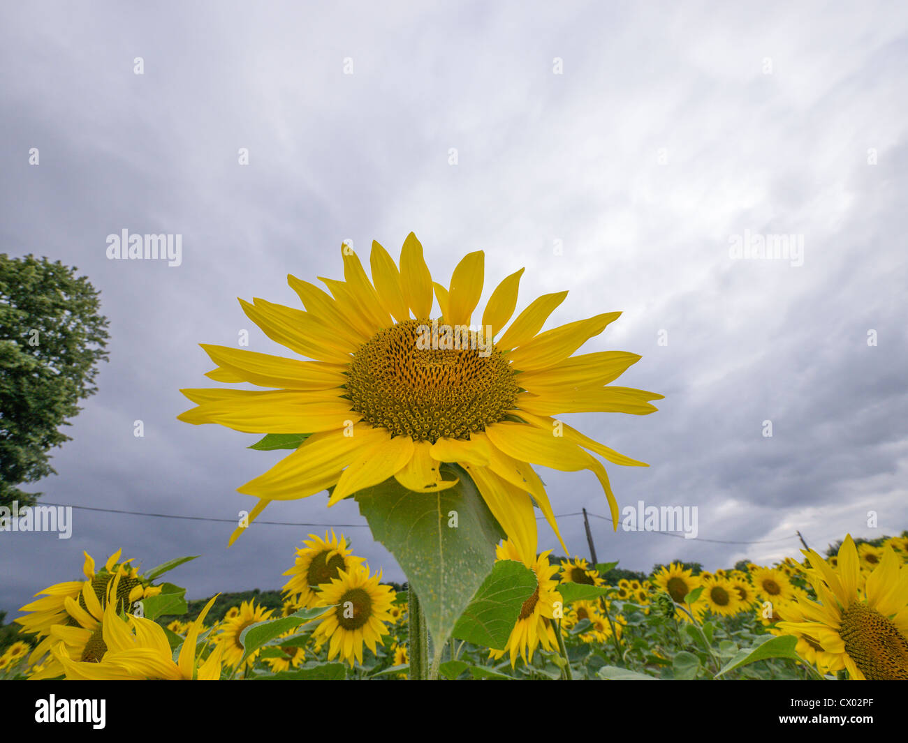 Sunflowers, tournesol growing in the fields in Aude, Languedoc, France ...