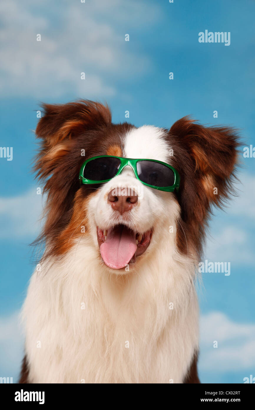 Australian Shepherd Portrait Stock Photo - Alamy