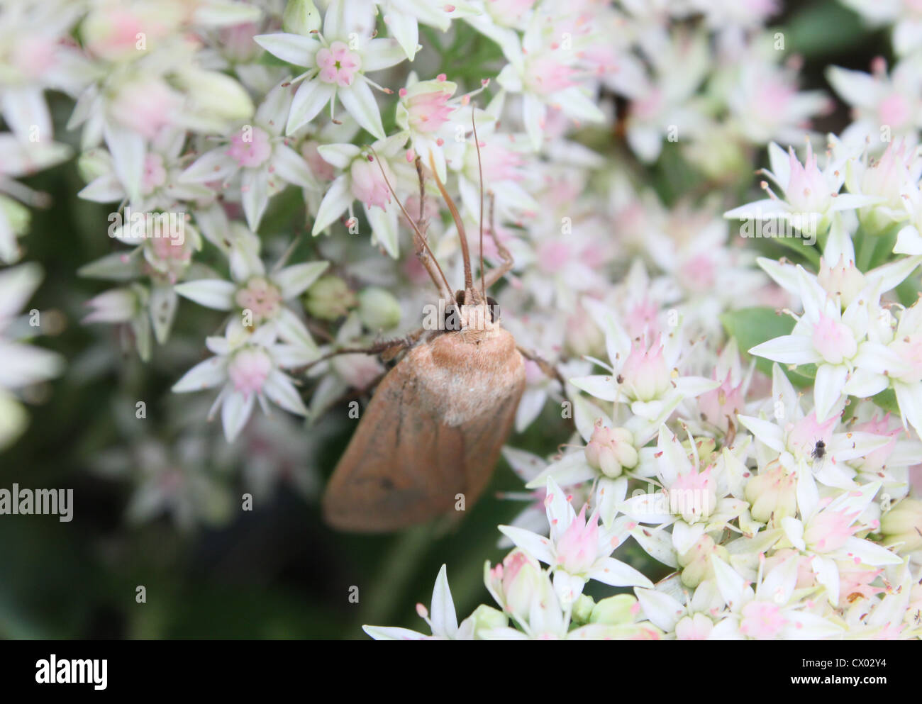 Moth drinking hi-res stock photography and images - Alamy