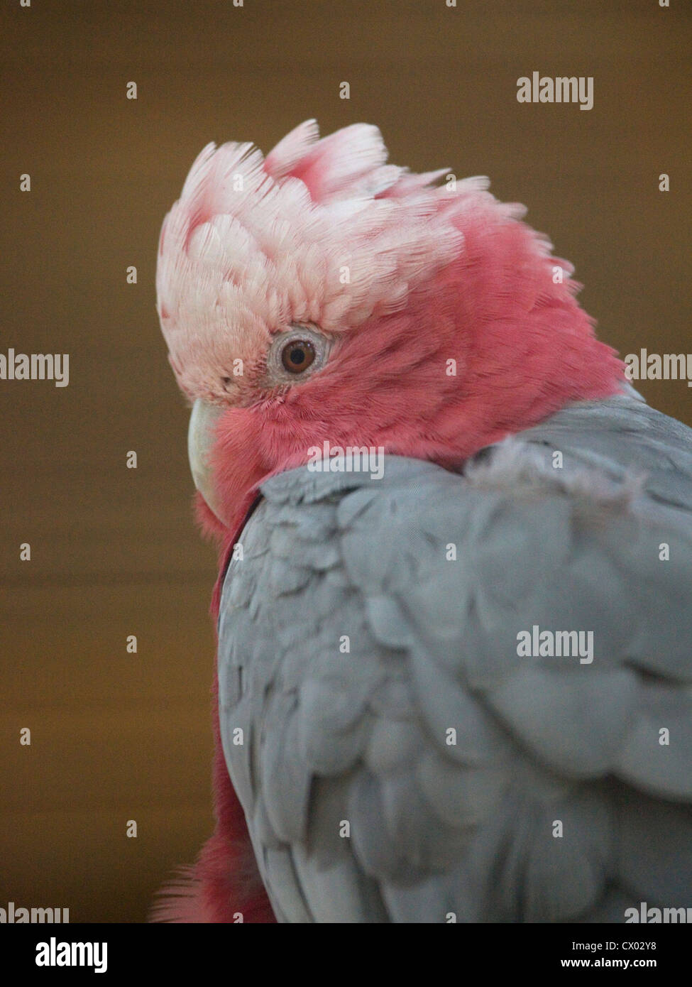Galah parrot (Eolophus Roseicapilla) against brown background ...