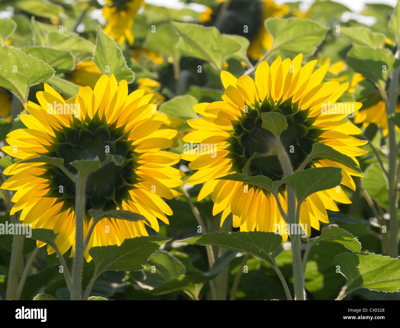 Sunflowers, tournesol growing in the fields in Aude, Languedoc, France ...