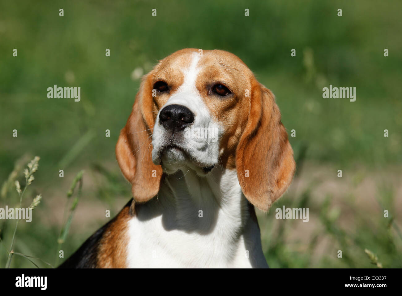 Beagle dogs hi-res stock photography and images - Alamy