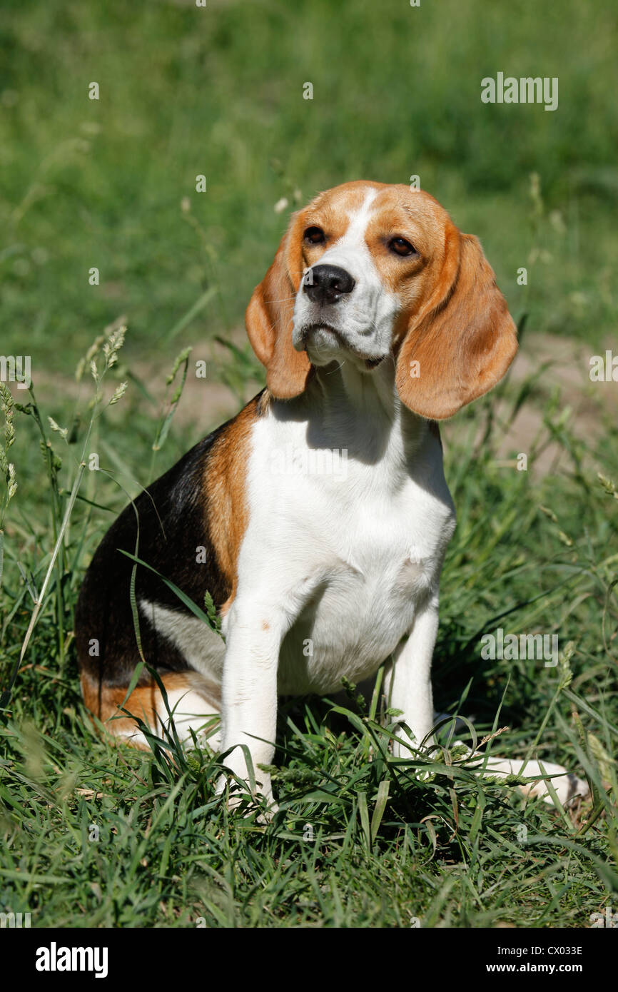 Single sit beagle dog hi-res stock photography and images - Alamy