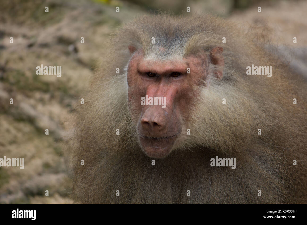 Baboon face hi-res stock photography and images - Alamy