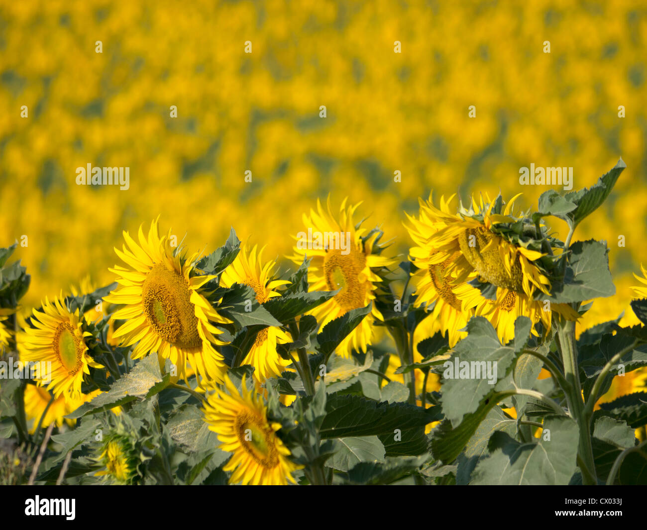 Sunflowers, tournesol growing in the fields in Aude, Languedoc, France ...