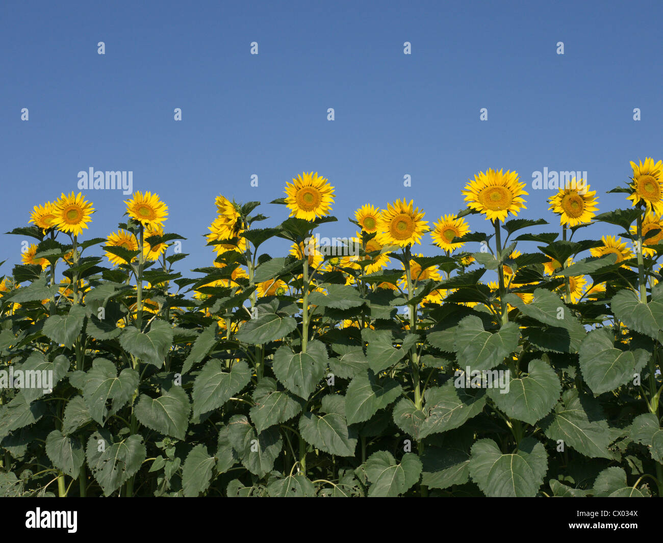 Tournesol hi-res stock photography and images - Alamy