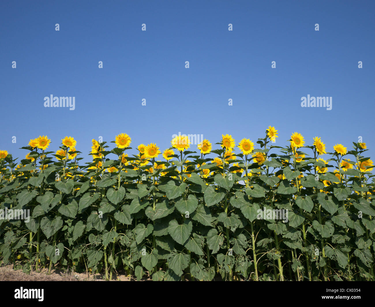 Sunflowers, tournesol growing in the fields in Aude, Languedoc, France ...