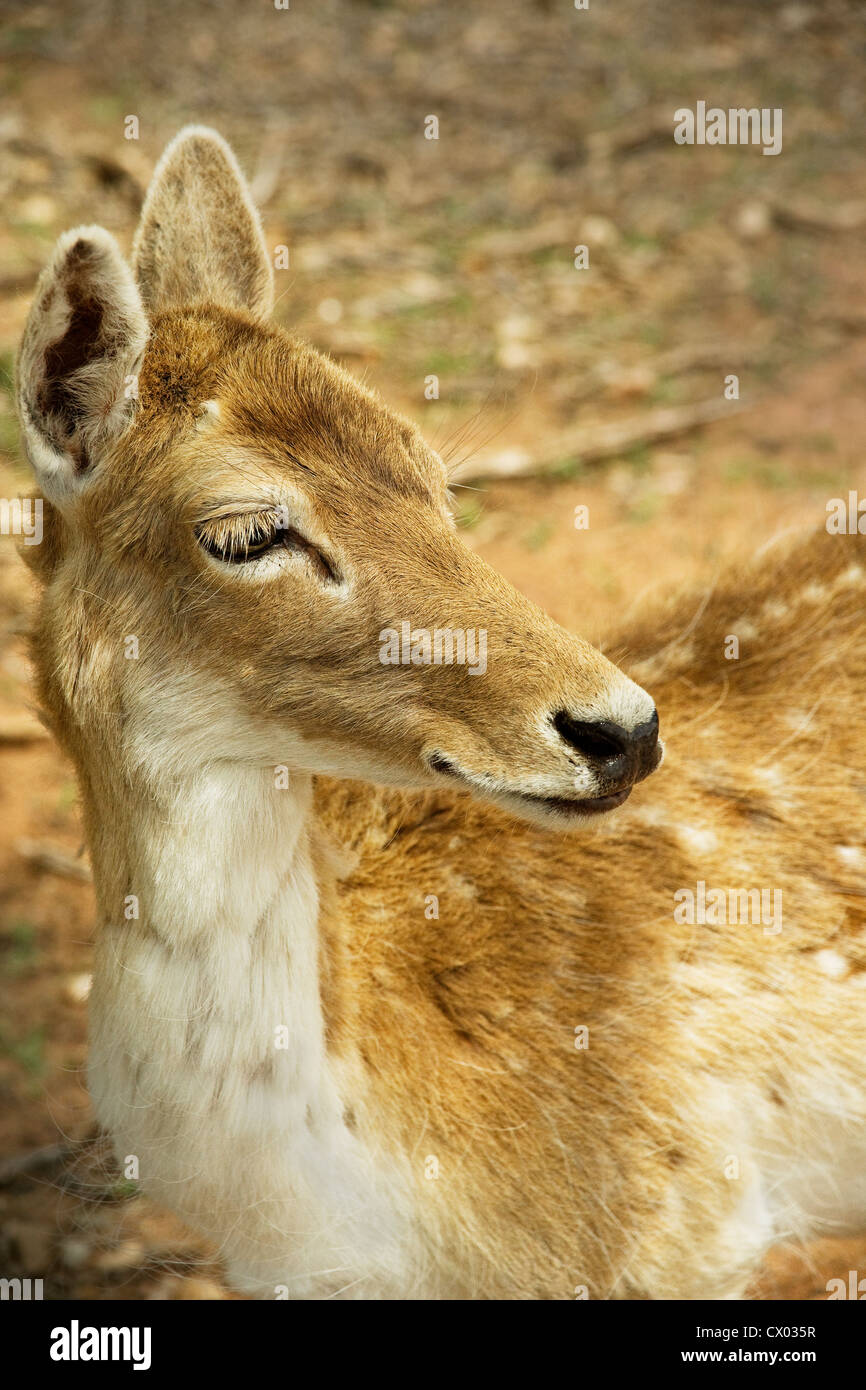 Adorable deer fawn standing hi-res stock photography and images - Alamy