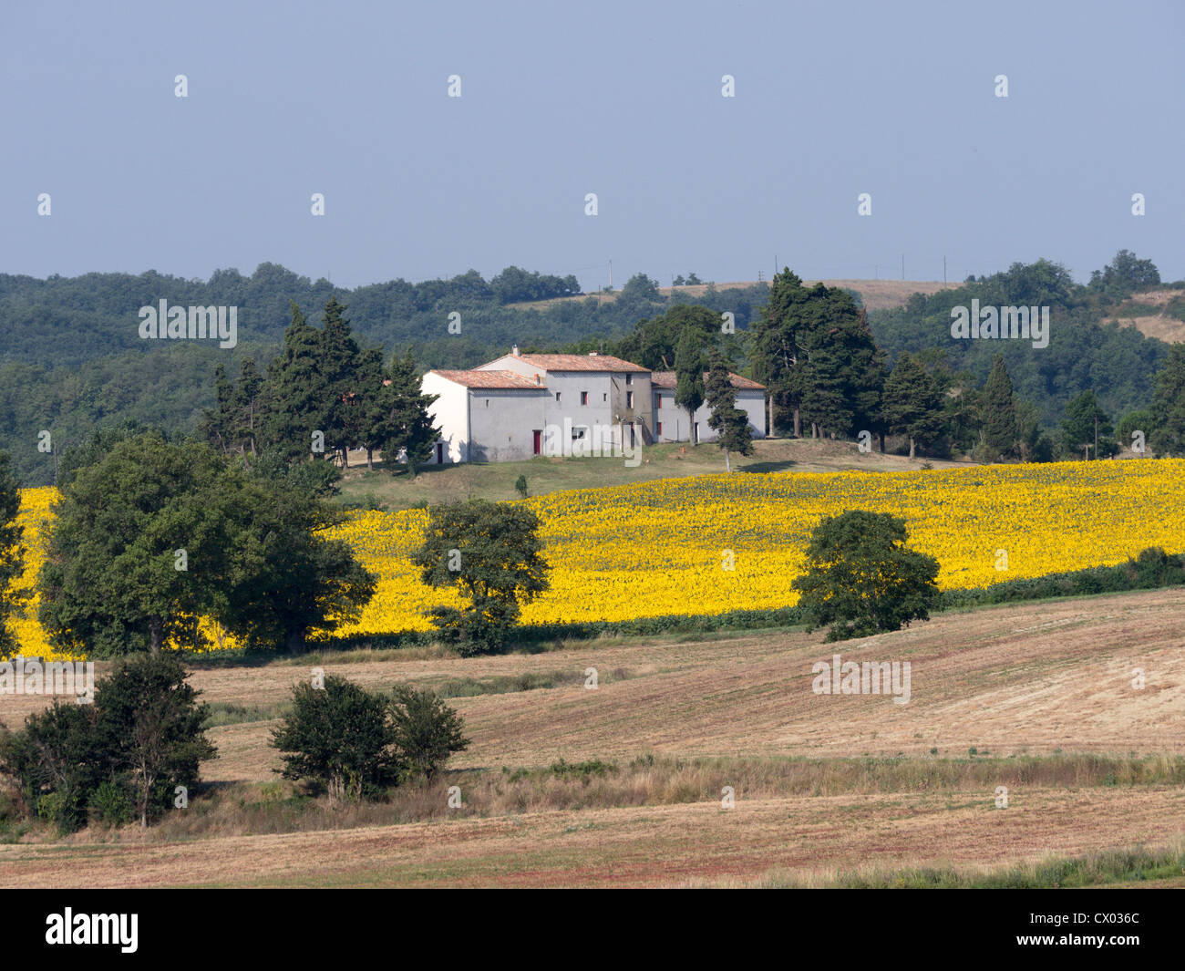 A white walled red roofed farmhouse amidst the sunflower and wheat ...