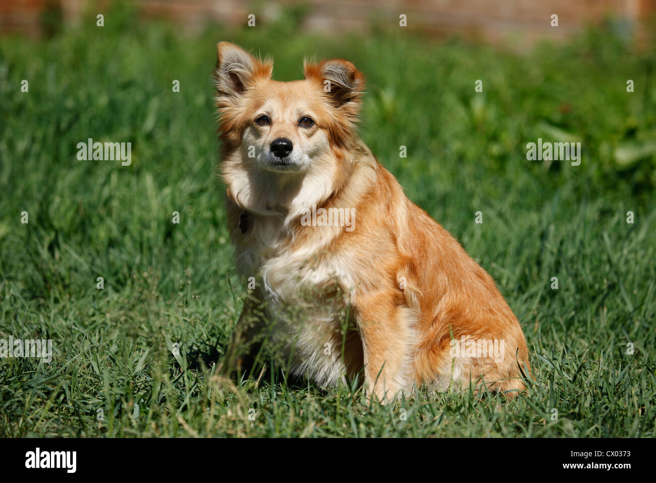 Canine pet long haired mongrel hi-res stock photography and images - Alamy