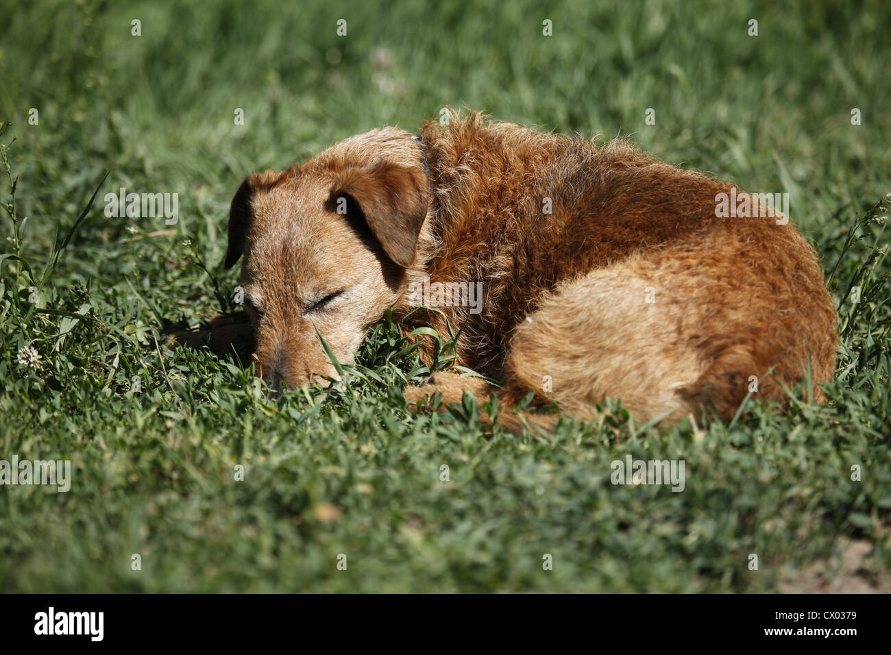 Mongrel dog hi-res stock photography and images - Alamy