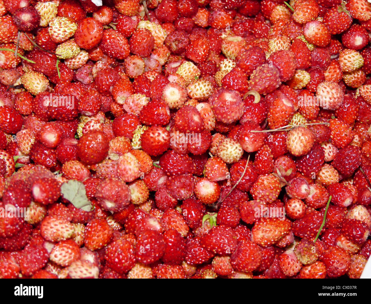 berries, small fruit, strawberry,summer, red,fruit,food, desserts ...