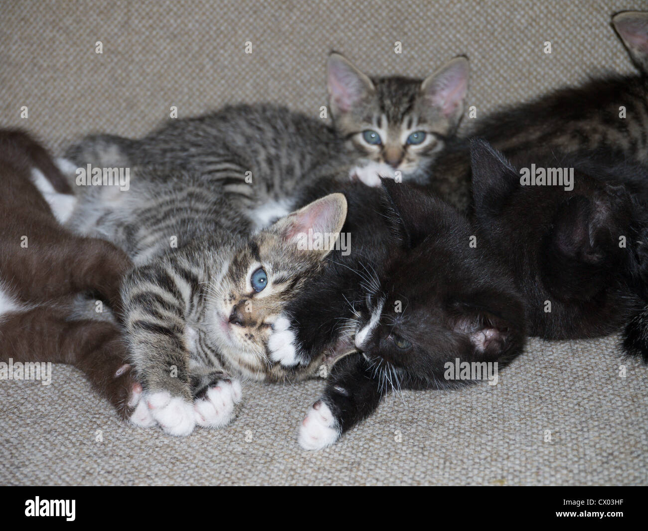 A litter of 7 kittens at a few days old Stock Photo - Alamy